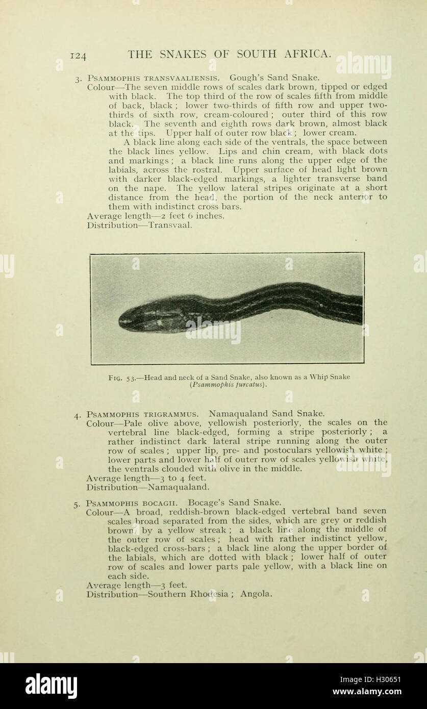 This page provides an in-depth study of South African snakes, covering ...