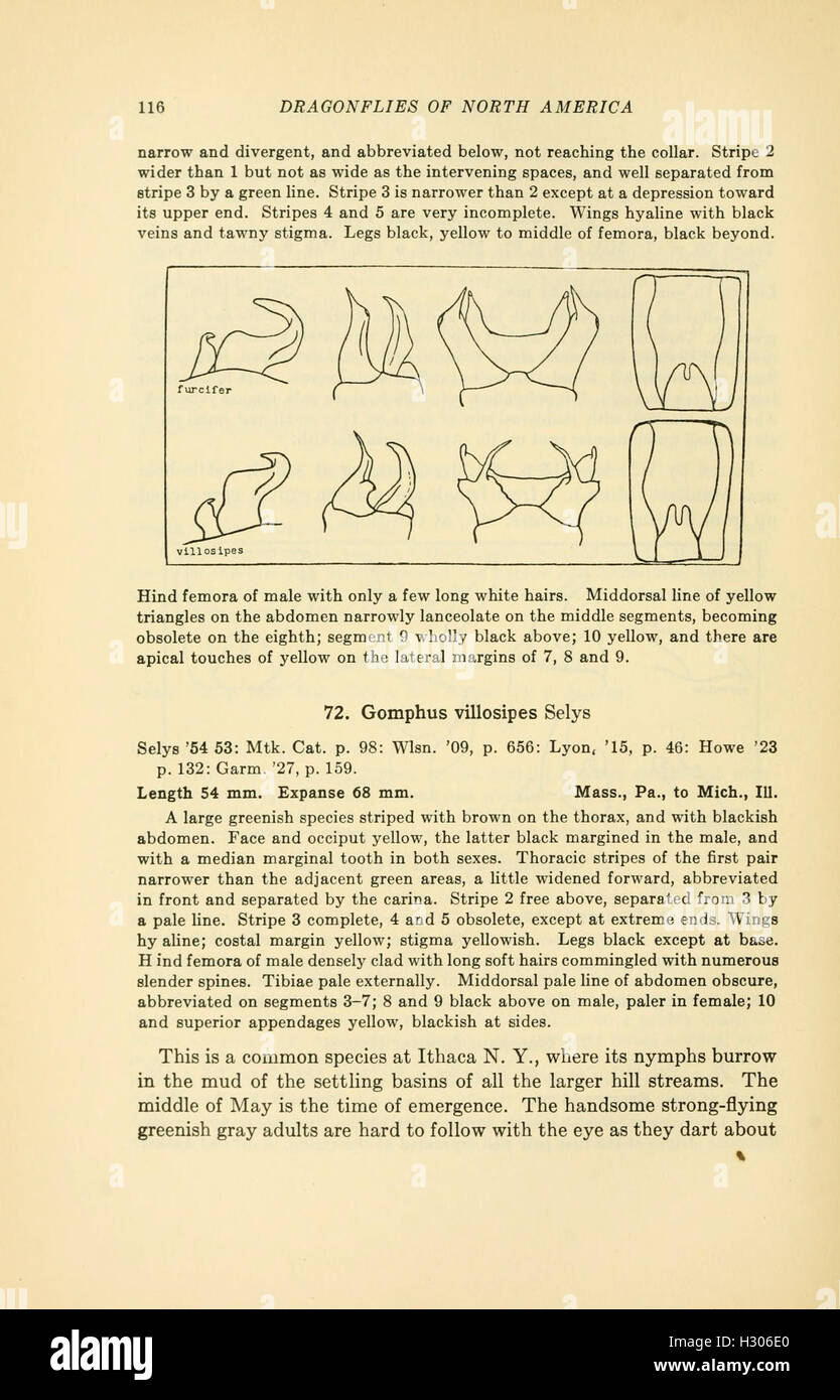 A detailed guide to the dragonfly species of North America, providing ...