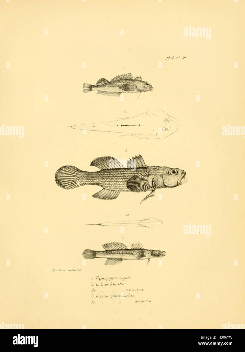This work documents the zoological findings from the HMS Beagle's ...