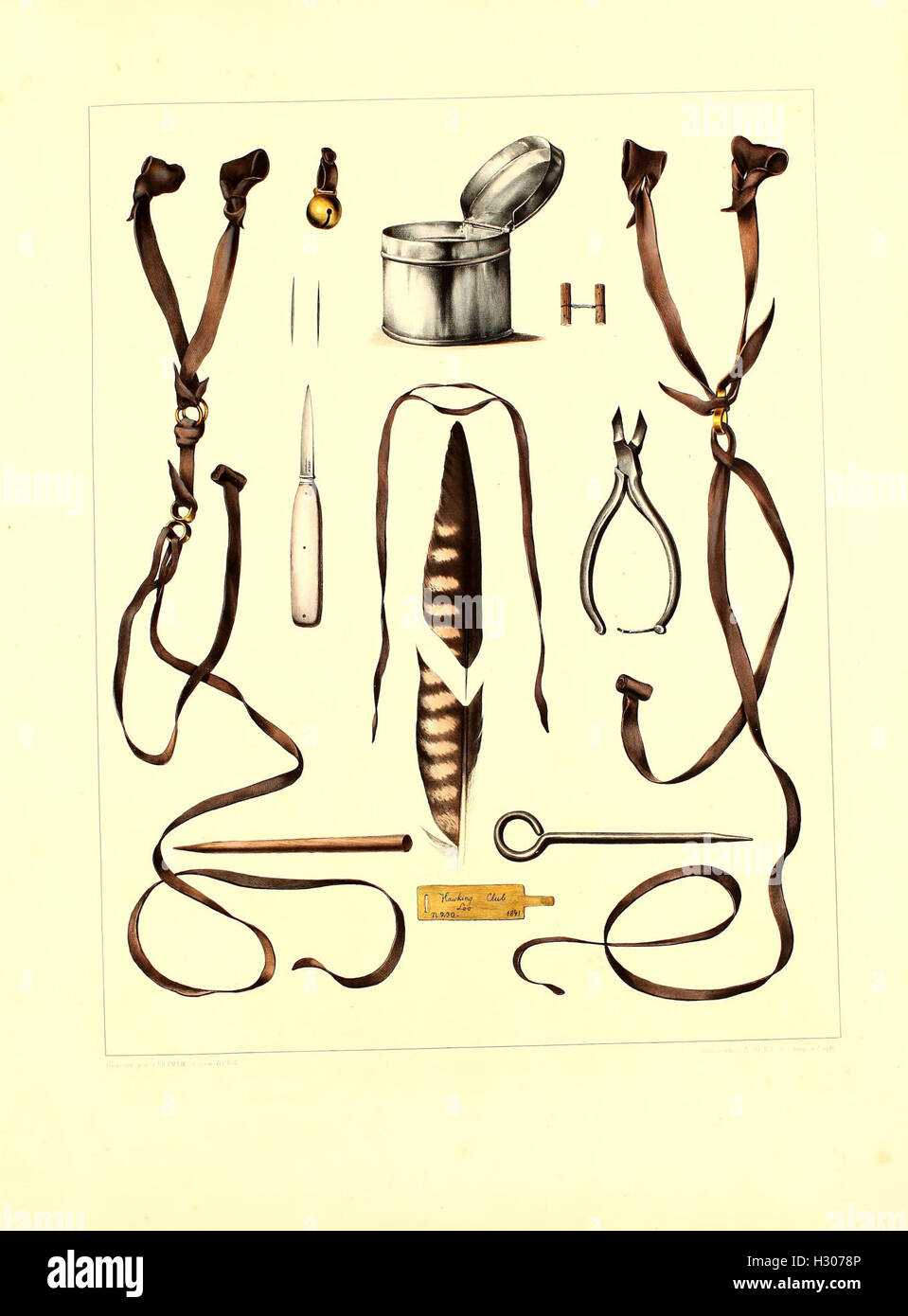 An illustrated guide to falconry, featuring detailed plates on the ...
