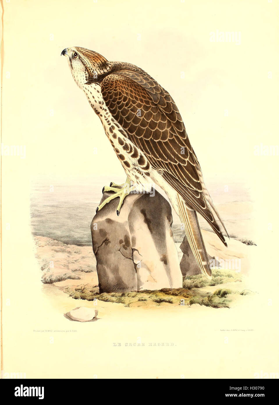 A comprehensive guide to falconry, illustrating the methods, tools, and ...