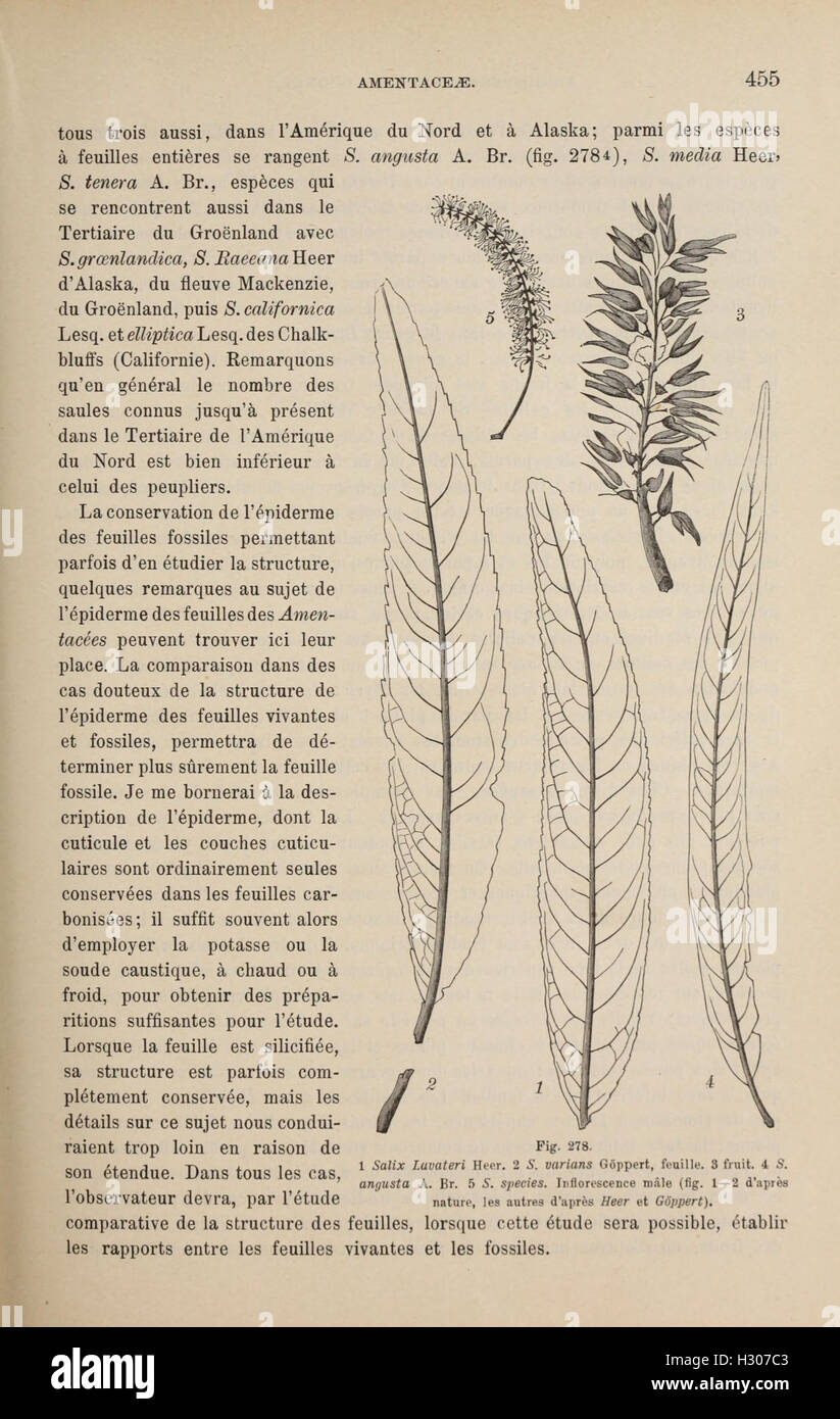 This comprehensive work on paleontology covers the study of ancient ...