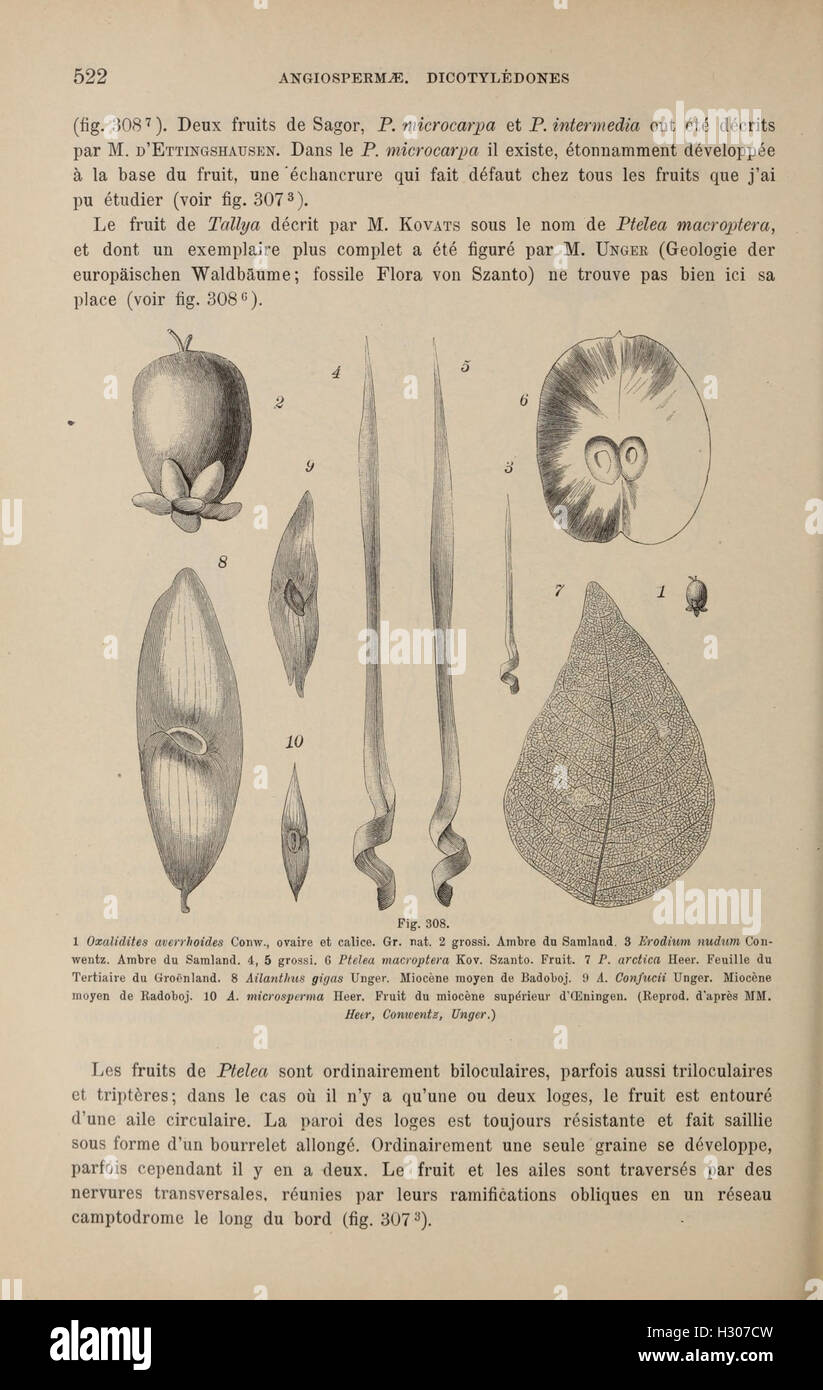 Traité de paléontologie (Page 522) BHL437 Stock Photo - Alamy