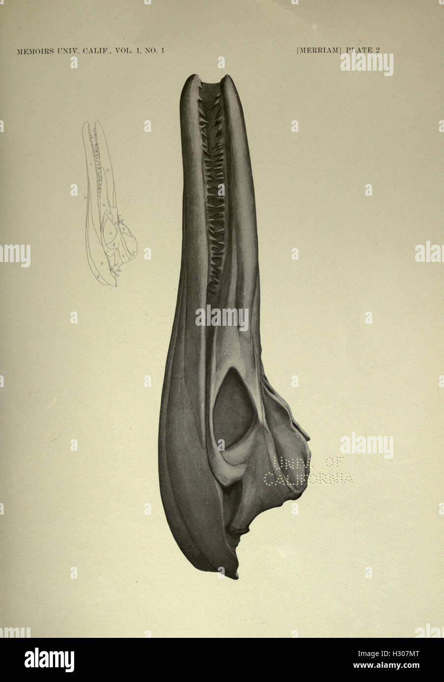 This work presents a detailed study of Ichthyosaurs from the Triassic ...