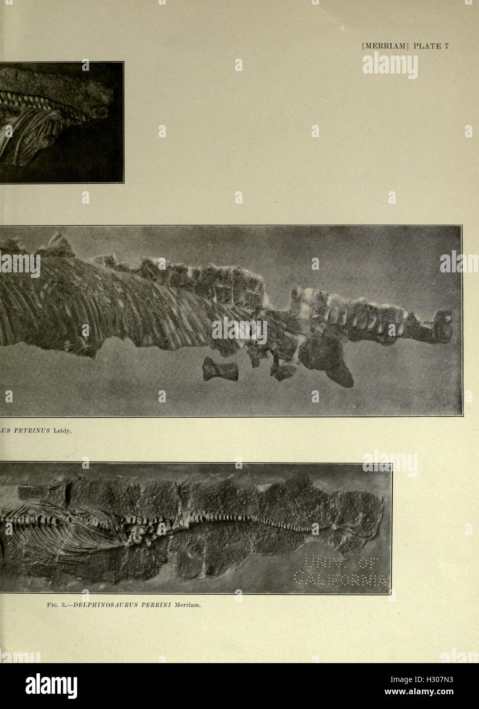 This study covers the Triassic period Ichthyosaurs, focusing on their ...