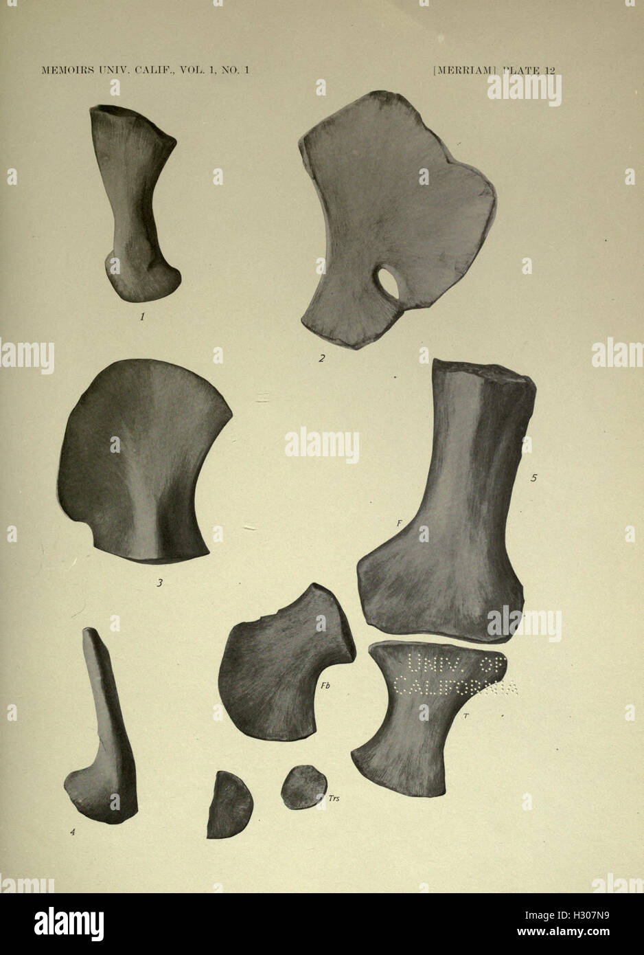 This work details the Triassic period Ichthyosauria, a group of extinct ...
