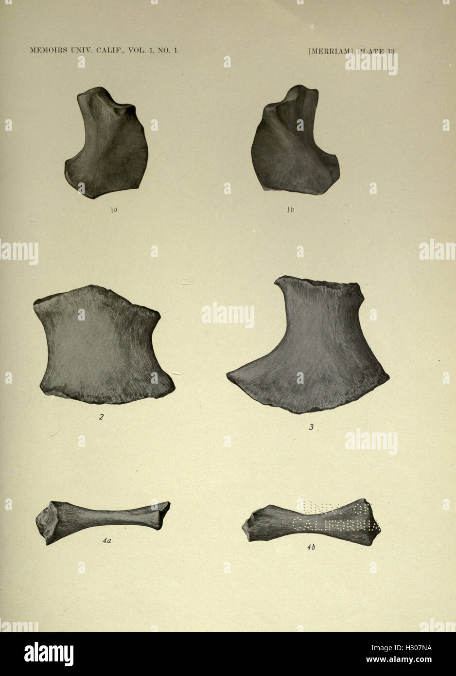 Triassic Ichthyosauria BHL182 Stock Photo - Alamy