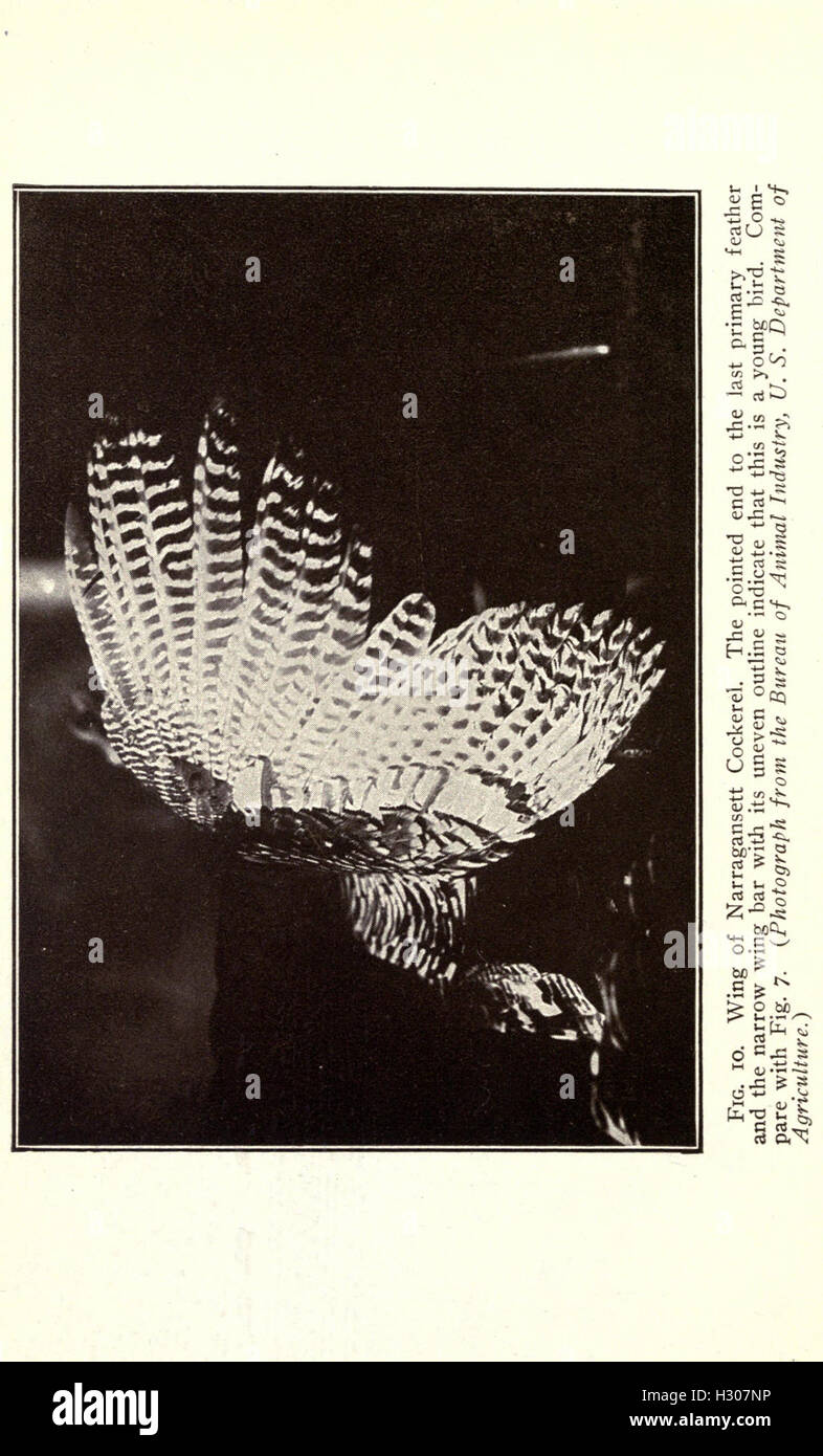An agricultural guide to turkey raising, with an emphasis on methods ...