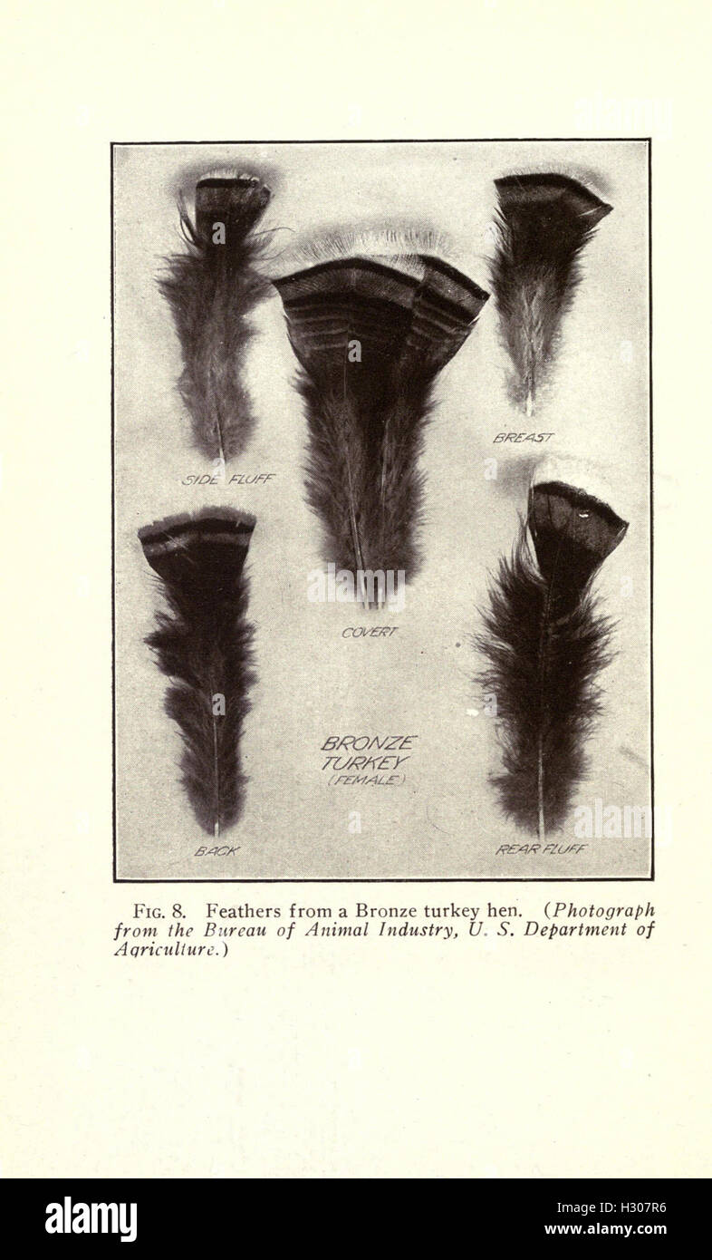 This figure from 'Turkey Raising' illustrates techniques and practices ...