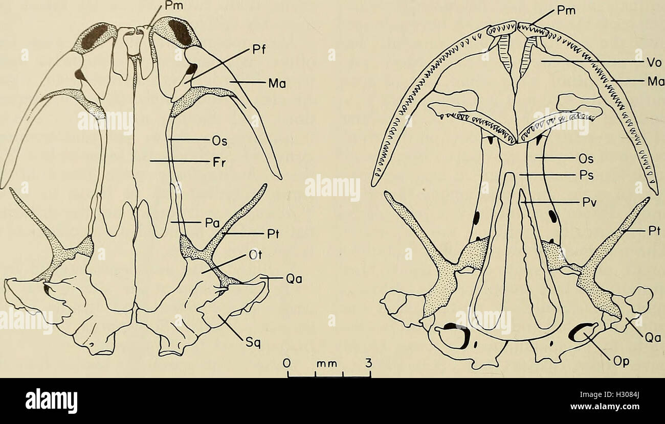 Advances in herpetology and evolutionary biology - essays in honor of ...