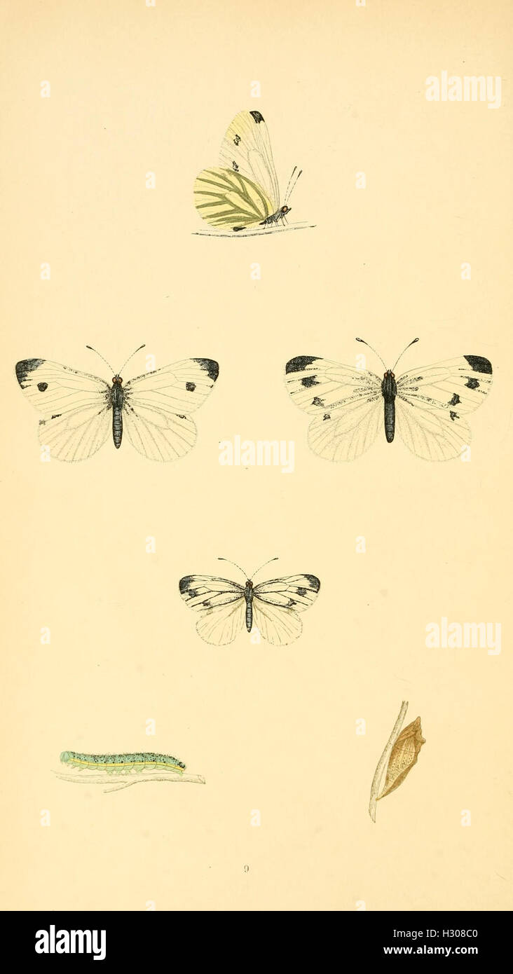 This historical work provides an account of British butterflies ...