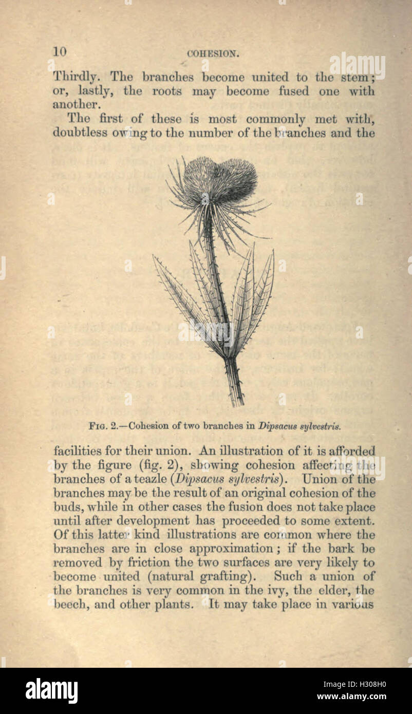 Vegetable teratology studies the abnormalities and malformations in ...