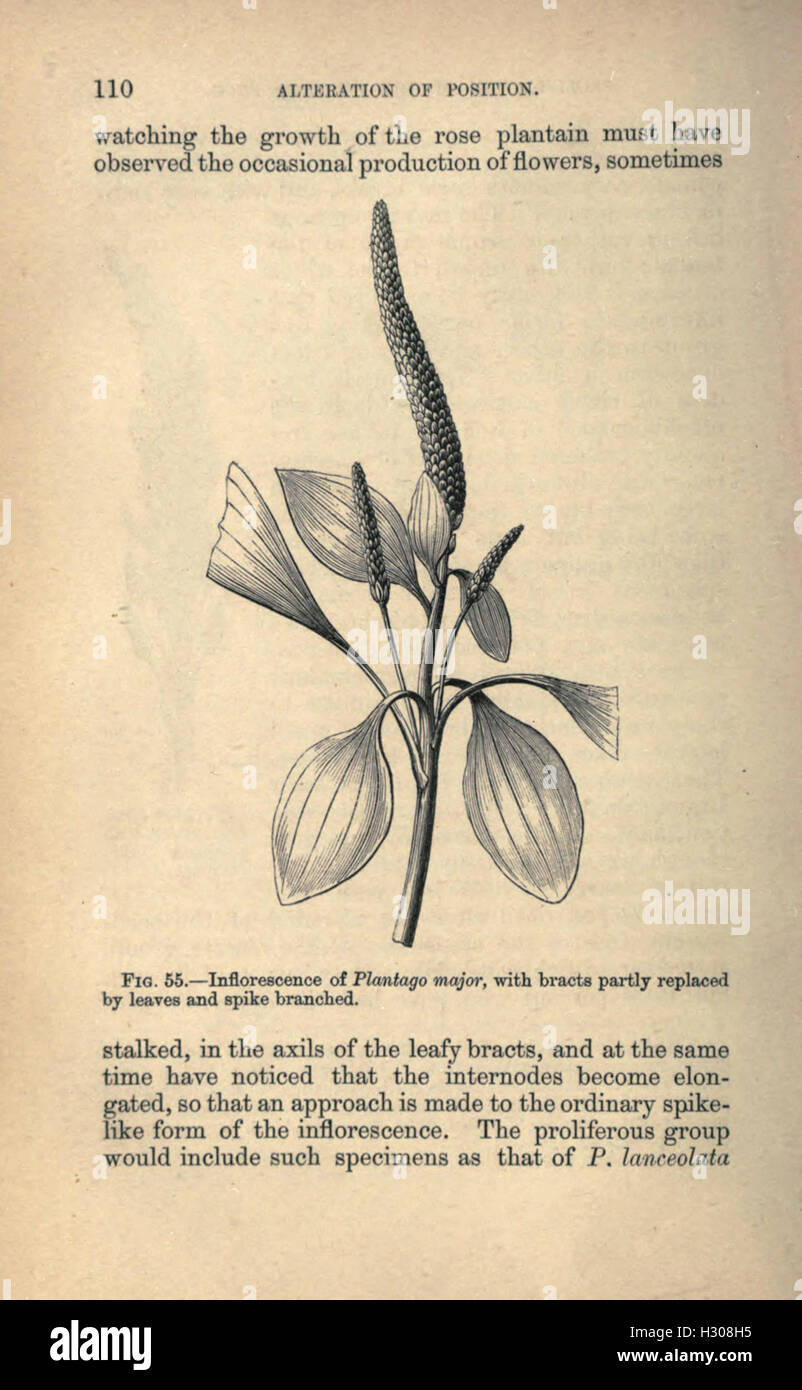 An exploration of plant abnormalities and irregularities, focusing on ...