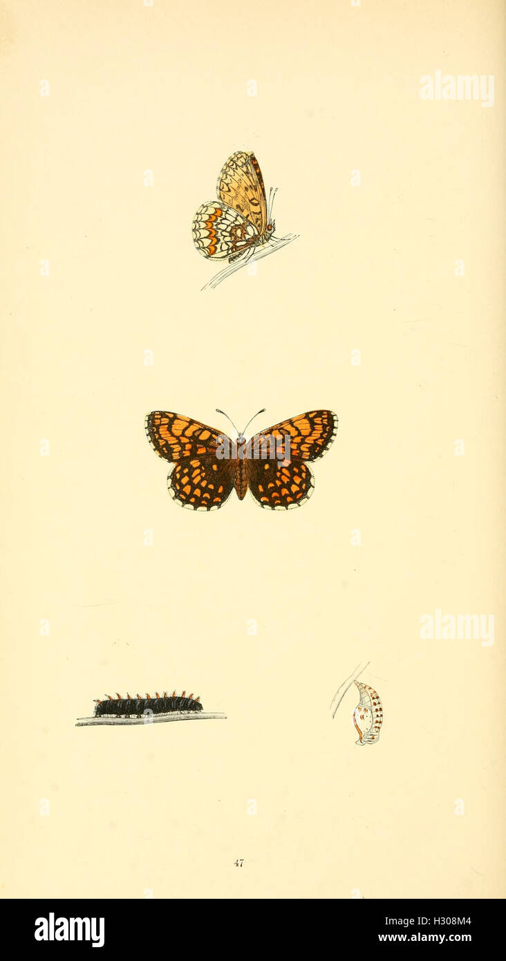 A historical overview of British butterflies, detailing species ...