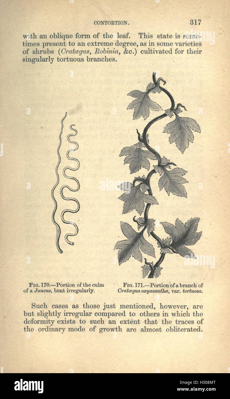 A work on vegetable teratology, studying the abnormalities and unusual ...
