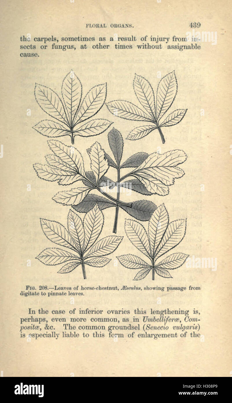 This study examines abnormal growth patterns in plants, focusing on ...