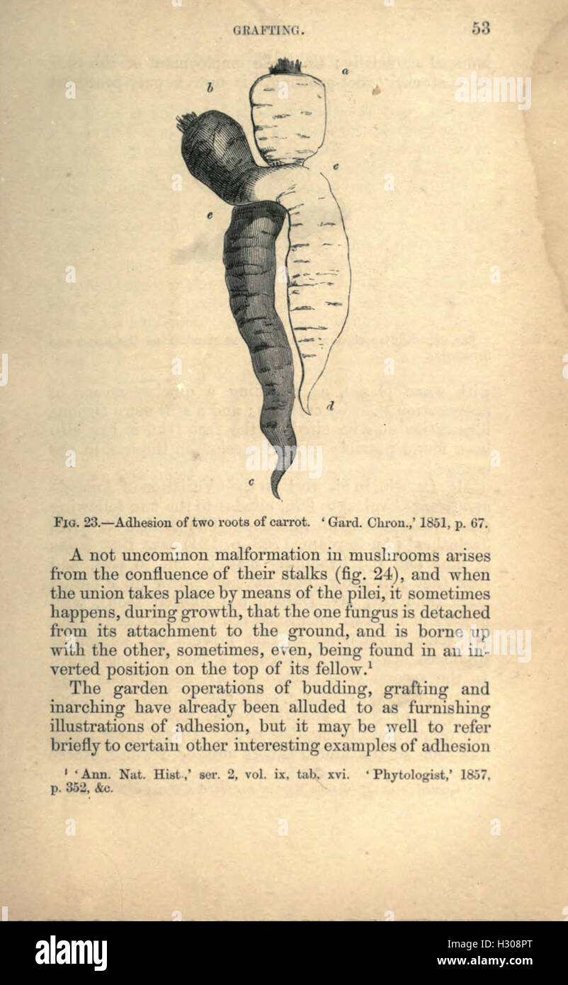 This work examines the study of abnormal plant growth, focusing on ...