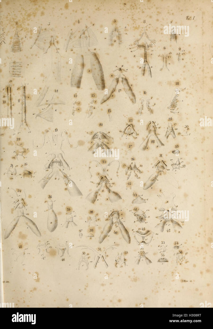 Human vocal cords larynx hi-res stock photography and images - Alamy