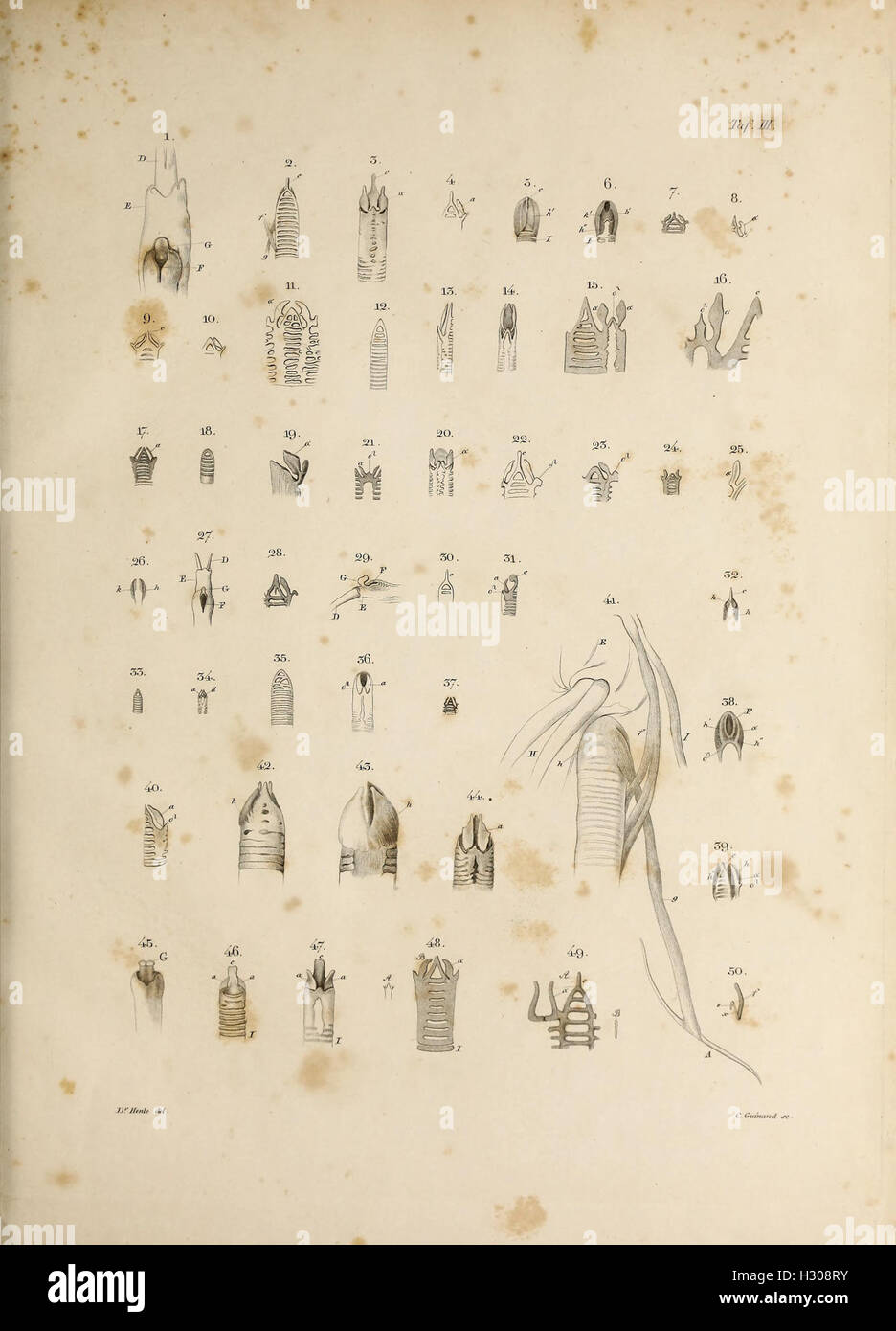 A comparative anatomical description of the larynx, examining its ...