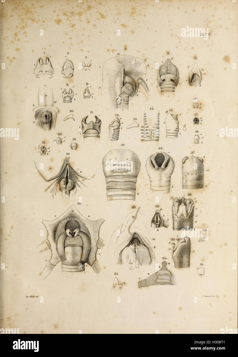 Human vocal cords larynx hi-res stock photography and images - Alamy