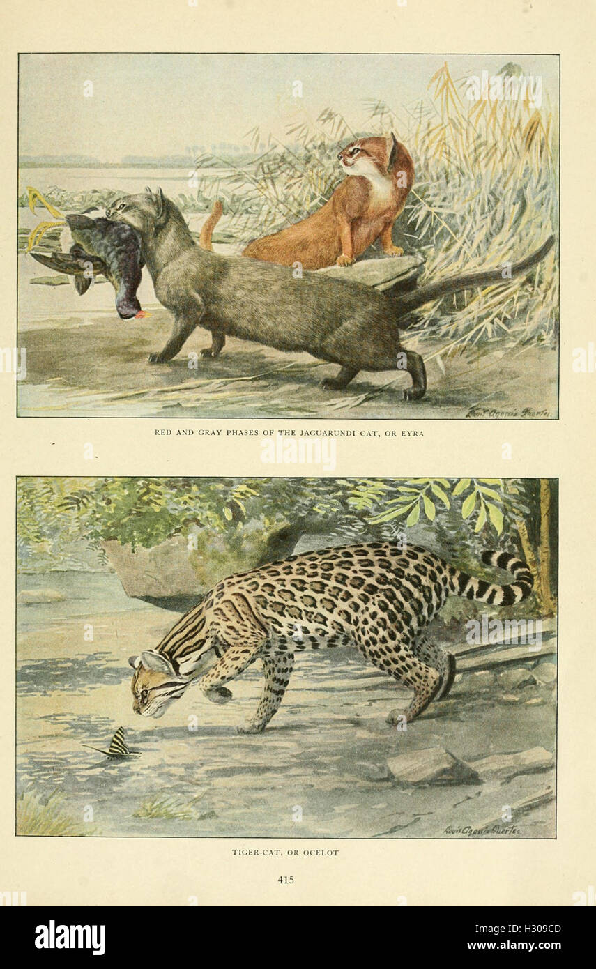 This work provides detailed studies of North American mammals, both ...