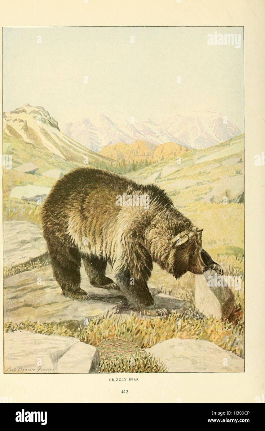 This work offers detailed studies of North American mammals, focusing ...