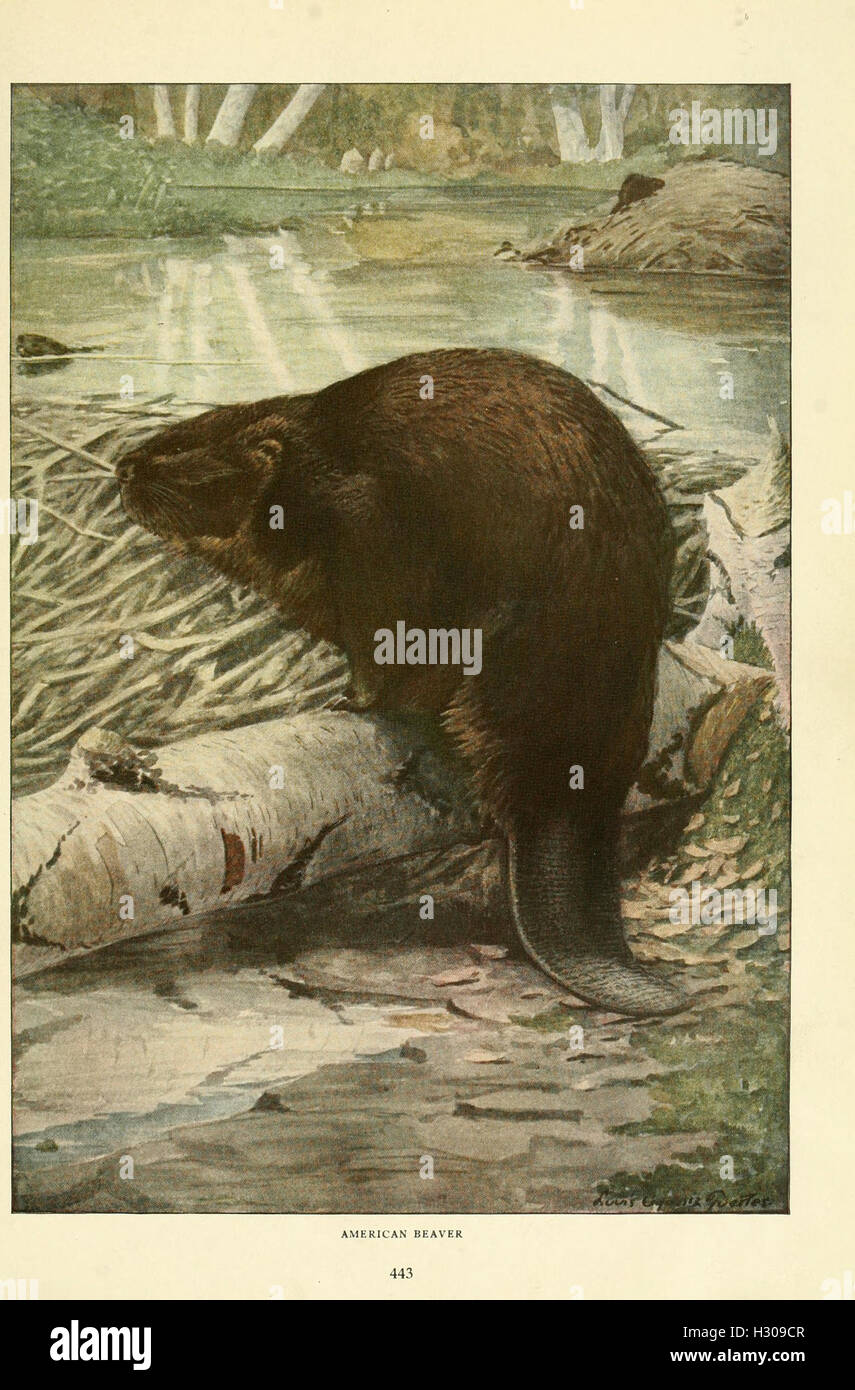 Wild animals of North America, intimate studies of big and little ...