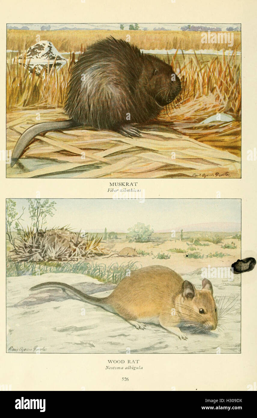 A detailed study of North American mammals, covering both large and ...