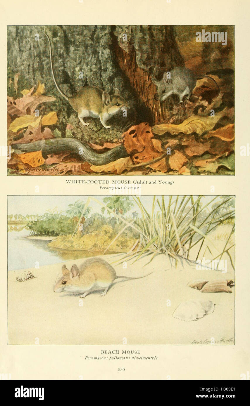 A detailed study of North American mammals, featuring both large and ...