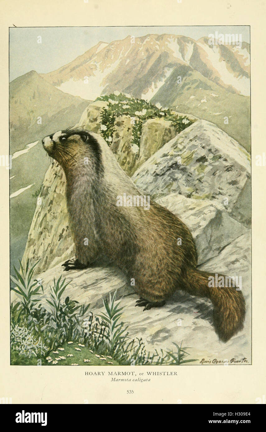 A detailed study of North American mammals, both large and small ...