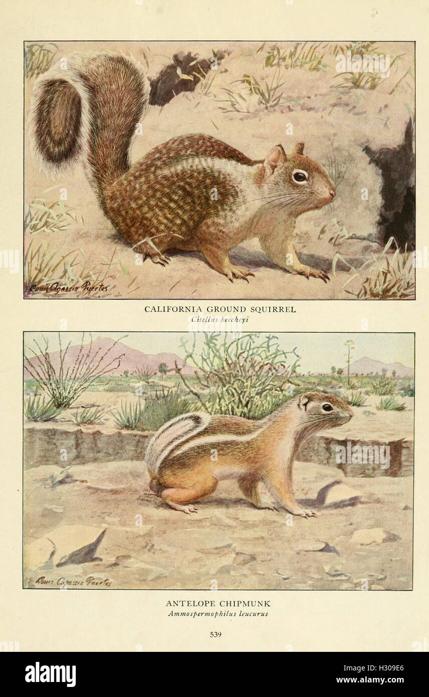 A comprehensive study of North American mammals, exploring the behavior ...