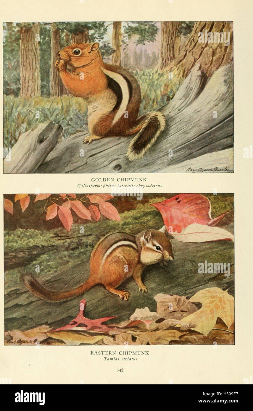 This work offers an in-depth look at North American mammals, both large ...