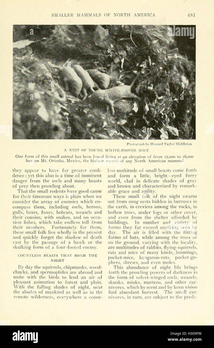 A detailed study of the wildlife in North America, with a focus on both ...