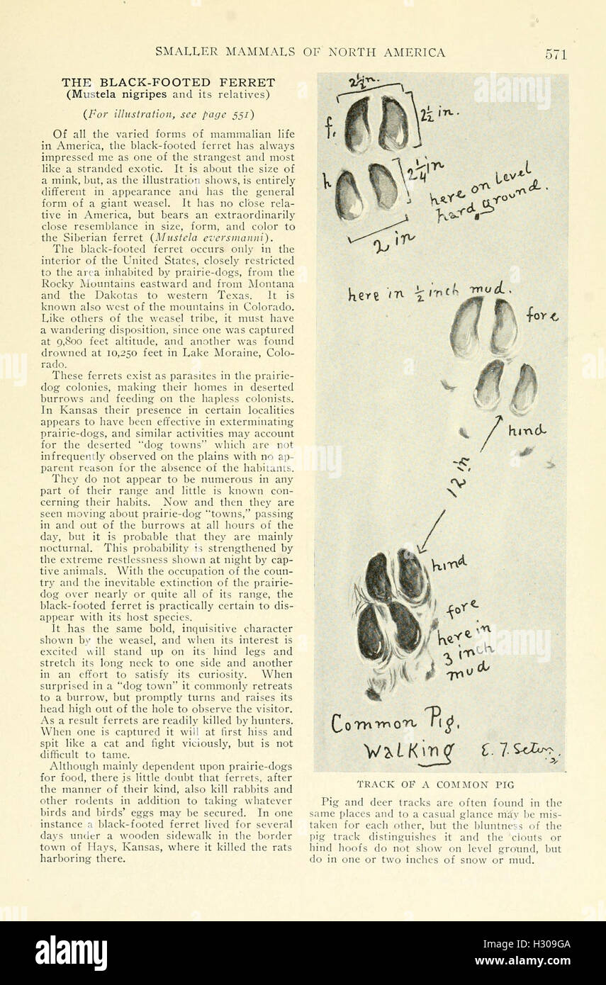 This work provides in-depth studies of wild animals from North America ...