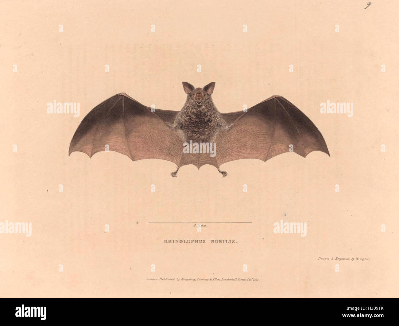 A detailed zoological study of the fauna in Java and neighboring ...