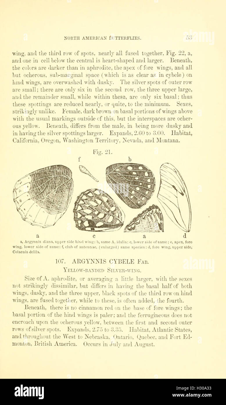 A manual describing North American butterflies, including species ...