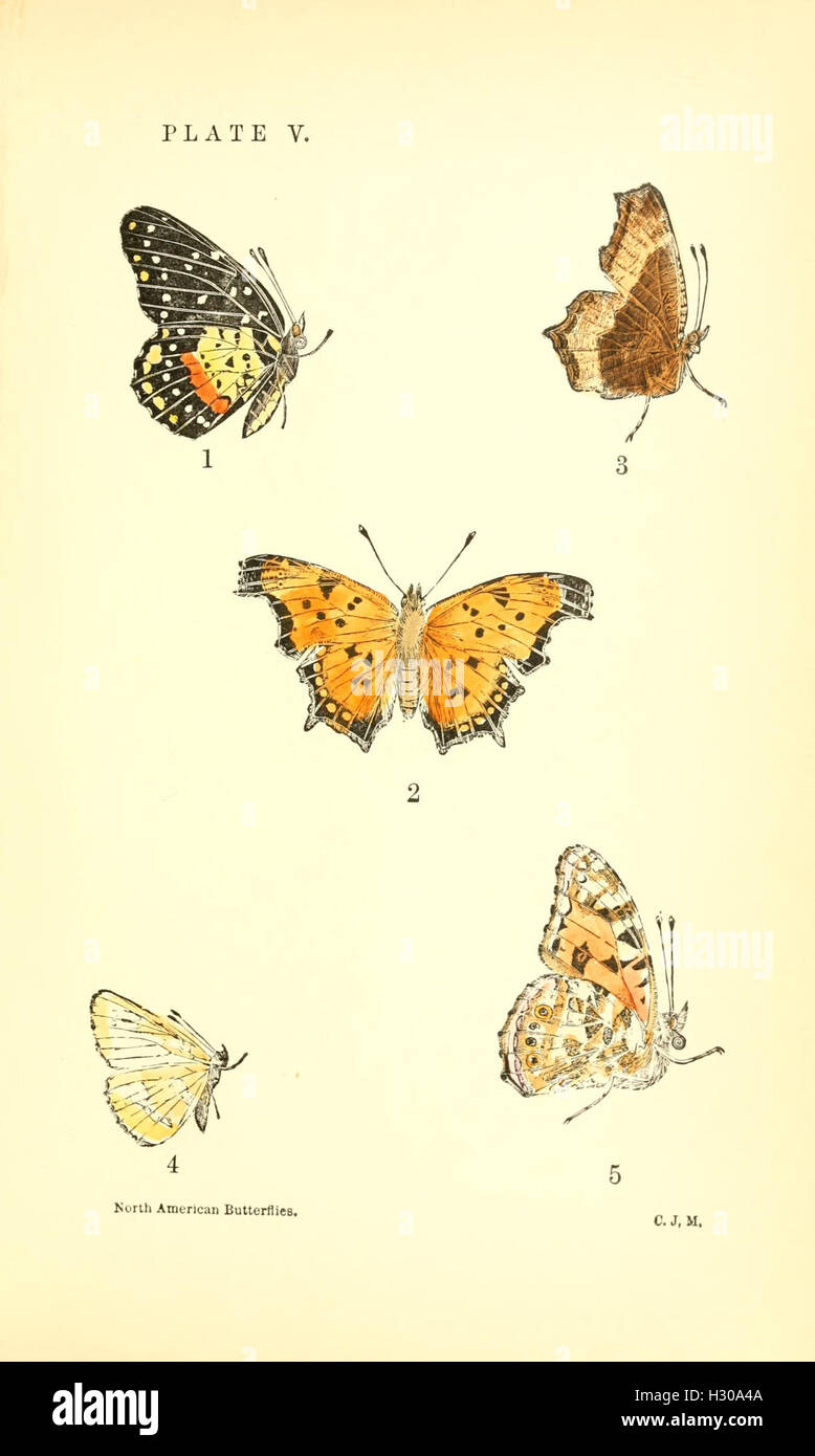 This manual provides a detailed guide to North American butterfly ...