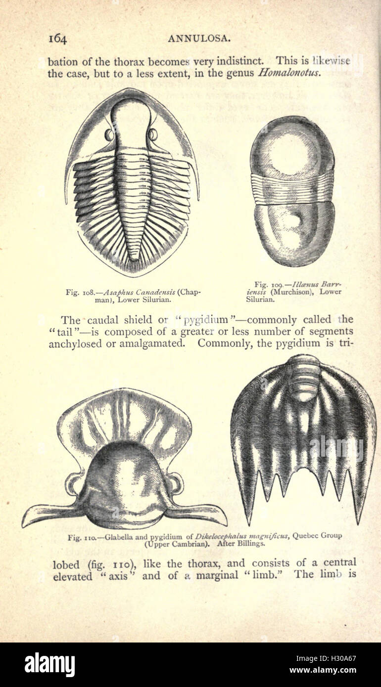 A comprehensive guide to the study of fossils and the principles of ...