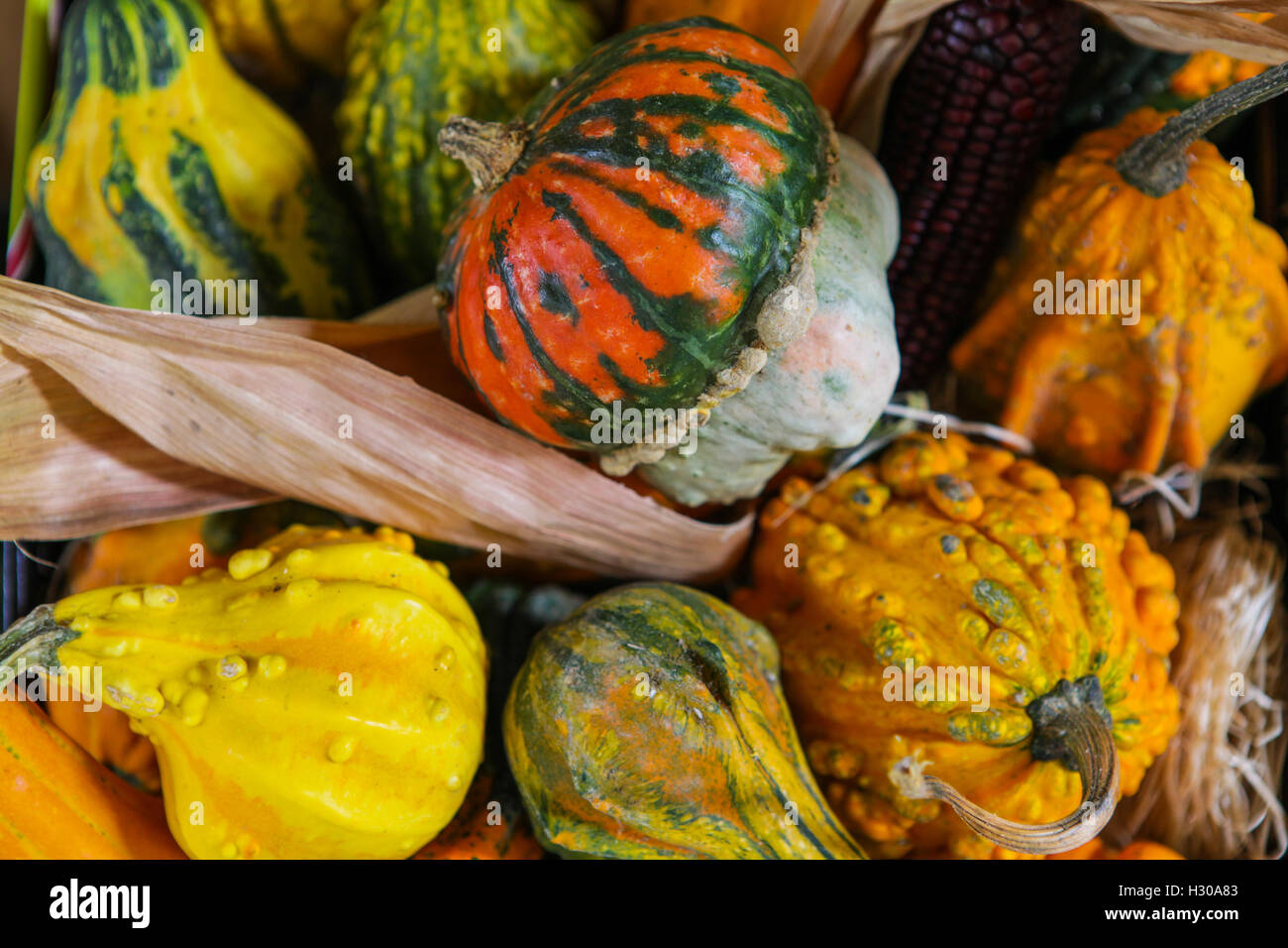 the colors of autumn in pumpkins Stock Photo - Alamy
