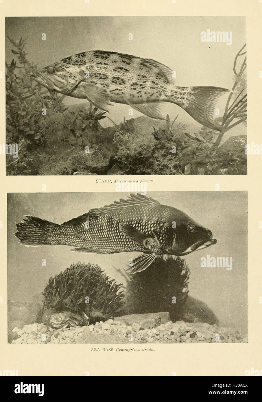 This work provides a comprehensive guide to American food and game fish ...