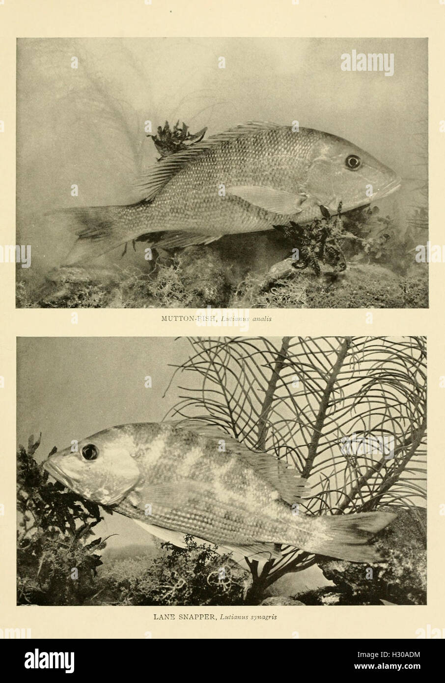 Various game systems hi-res stock photography and images - Alamy