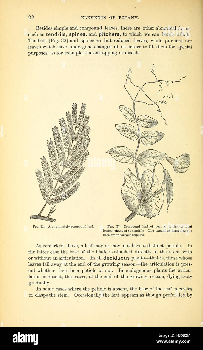 A comprehensive guide detailing the medicinal plants native to North ...