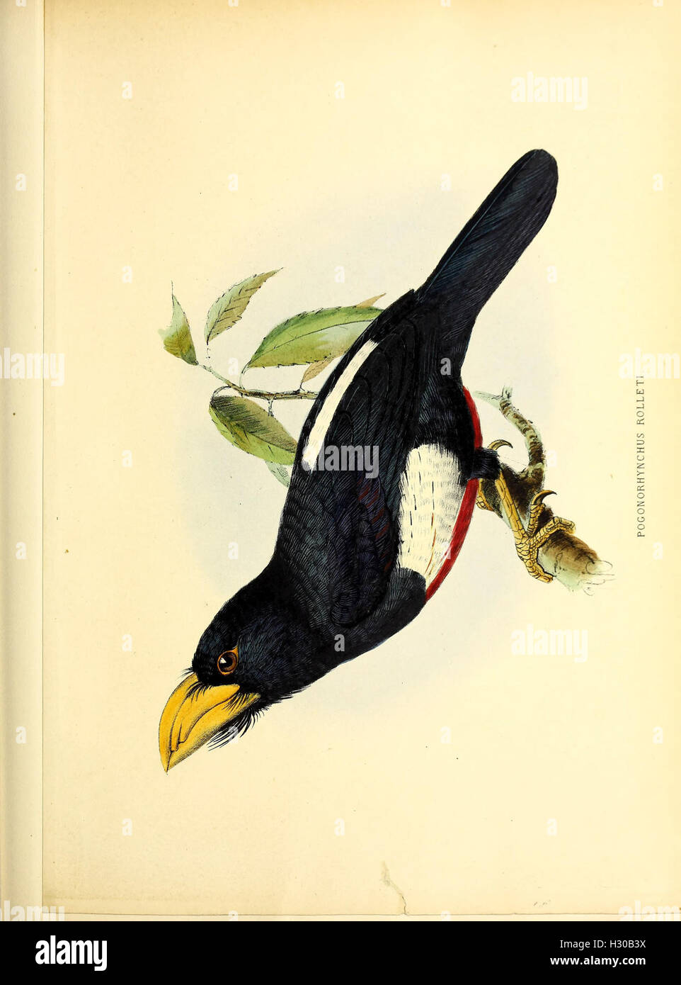 A monograph of the Capitonidæ, or scansorial barbets (Page (V)) BHL477 ...