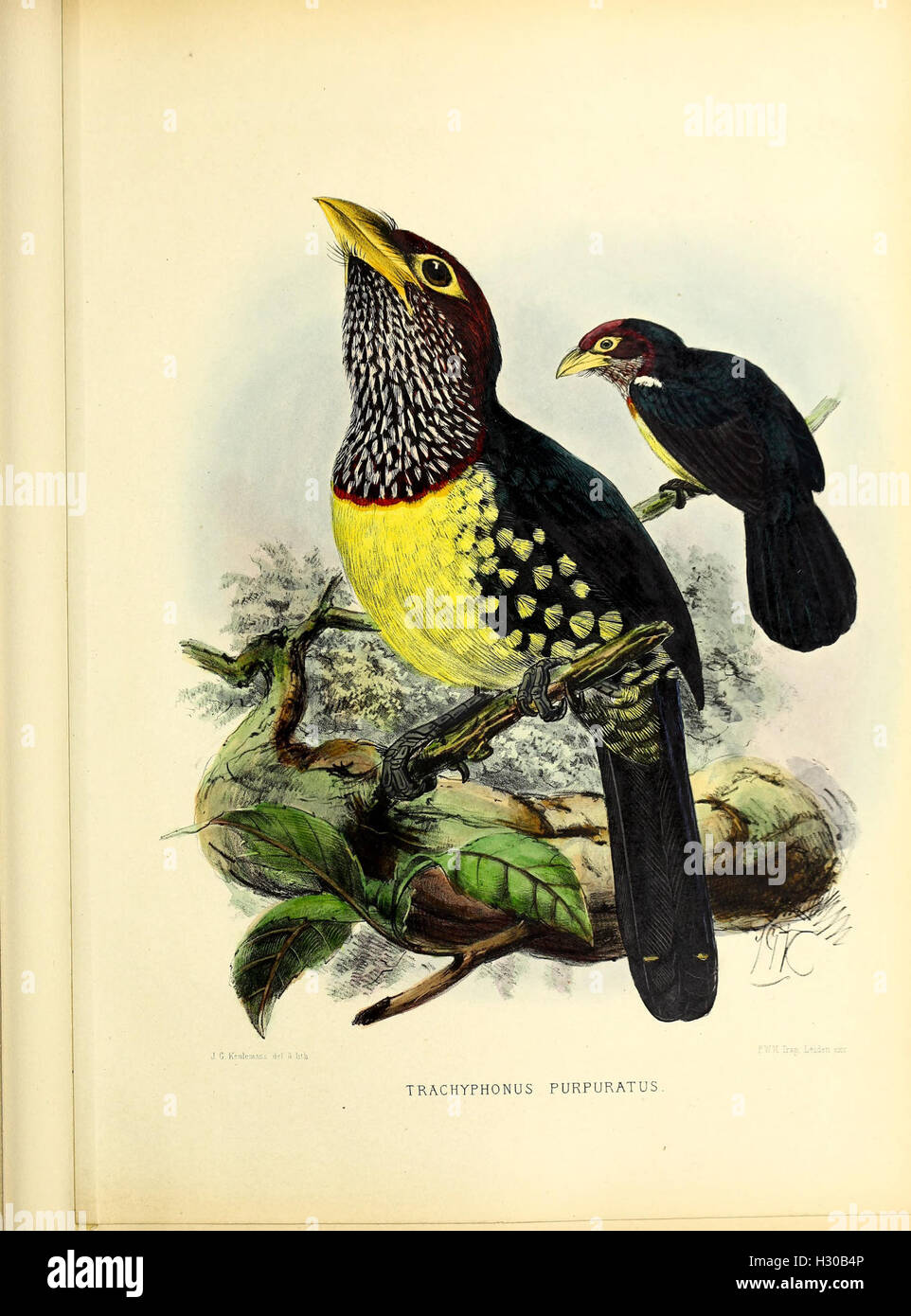 This monograph provides a comprehensive study of the Capitonidae family ...