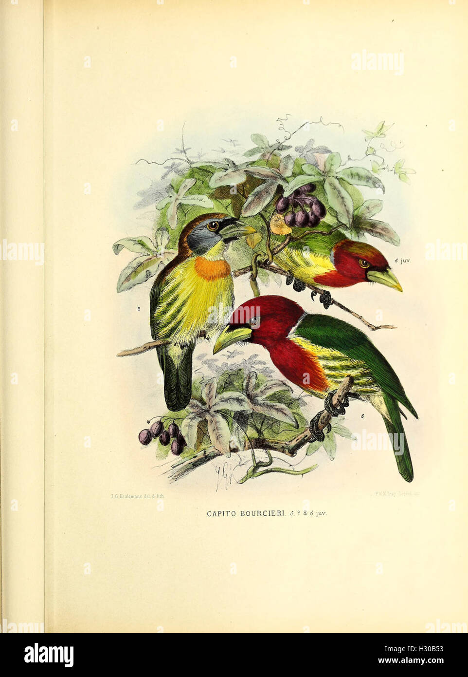 This monograph presents an in-depth study of the Capitonidae family of ...
