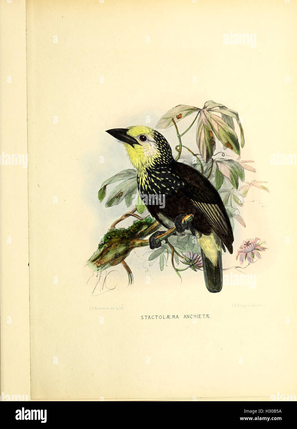 This monograph provides an in-depth study of the Capitonidae family ...