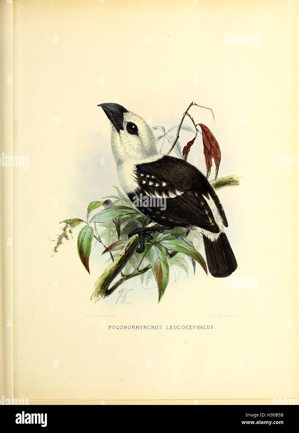 This monograph provides detailed information on the Capitonidae family ...