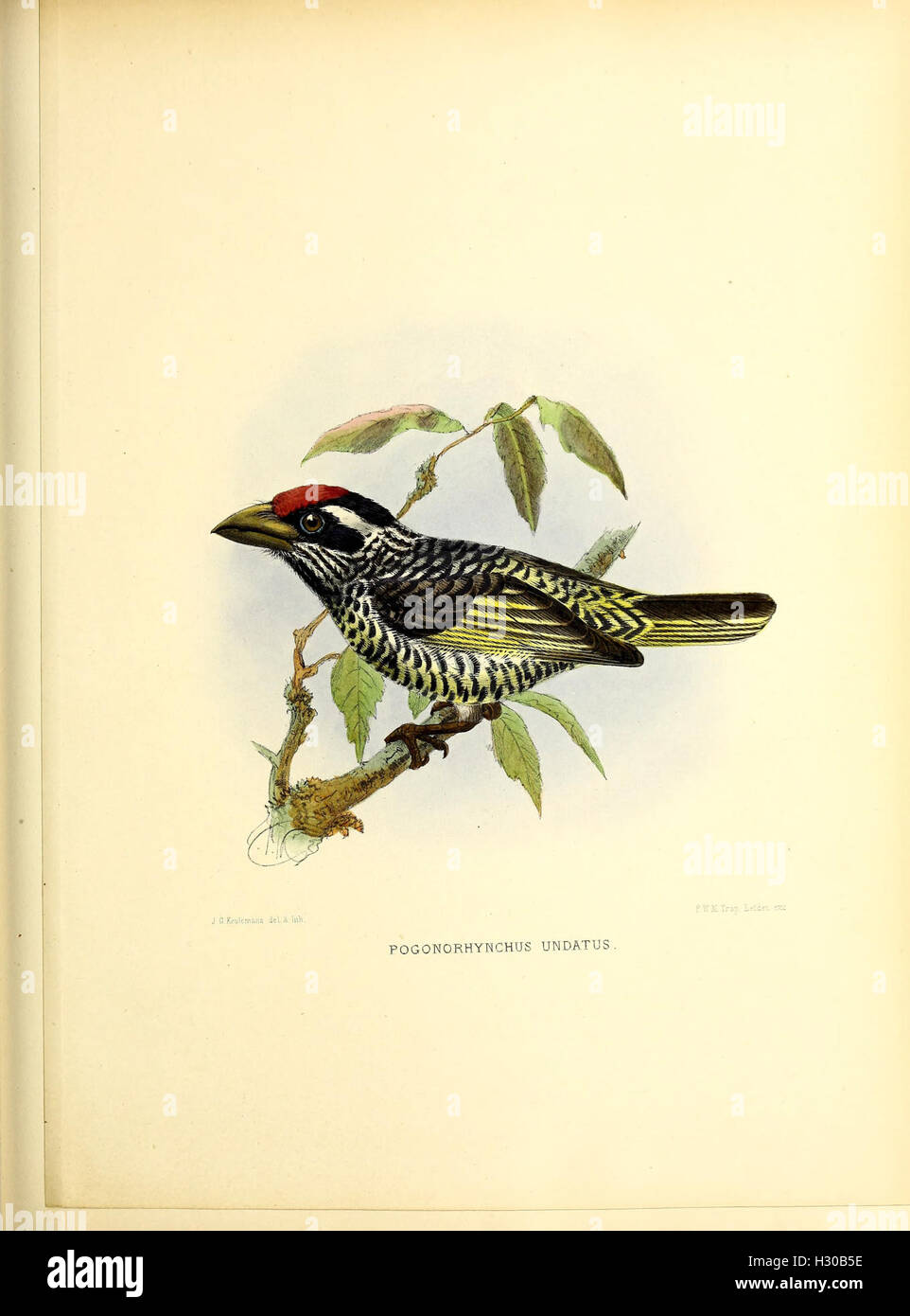 This monograph discusses the Capitonidae family, specifically the ...