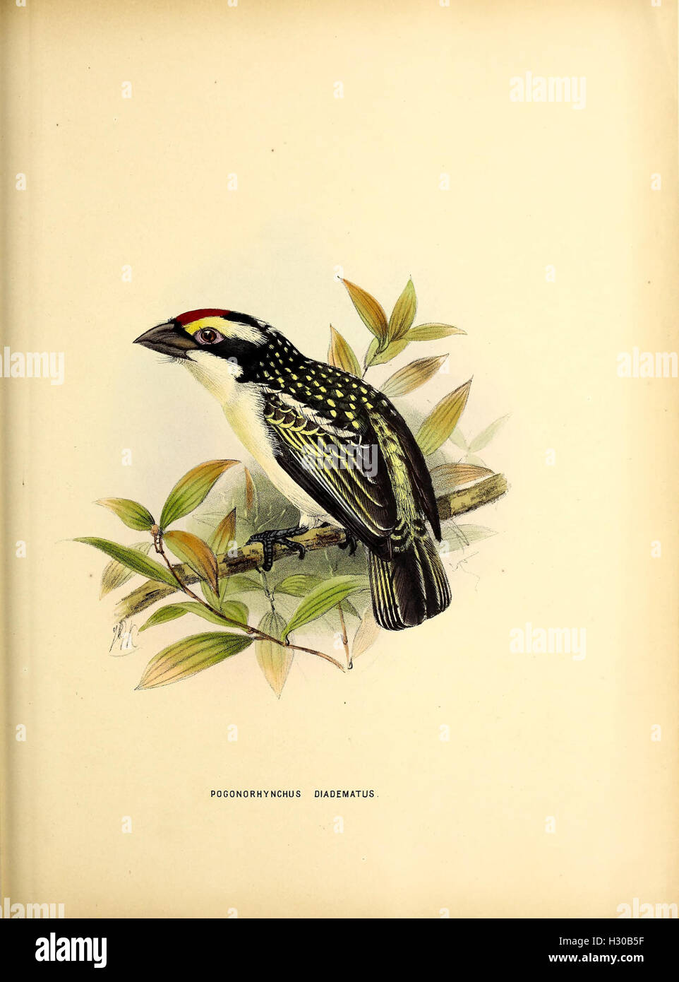 This monograph focuses on the Capitonidae family of birds, specifically ...