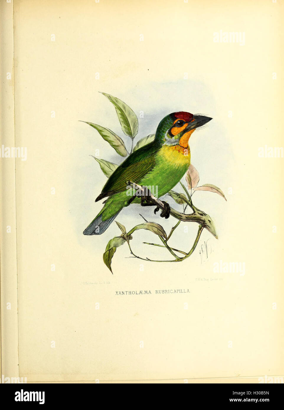 This monograph provides a detailed examination of Capitonidae, or ...